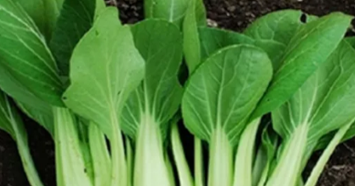 3 Varietas Caisim Yang Perlu Diketahui