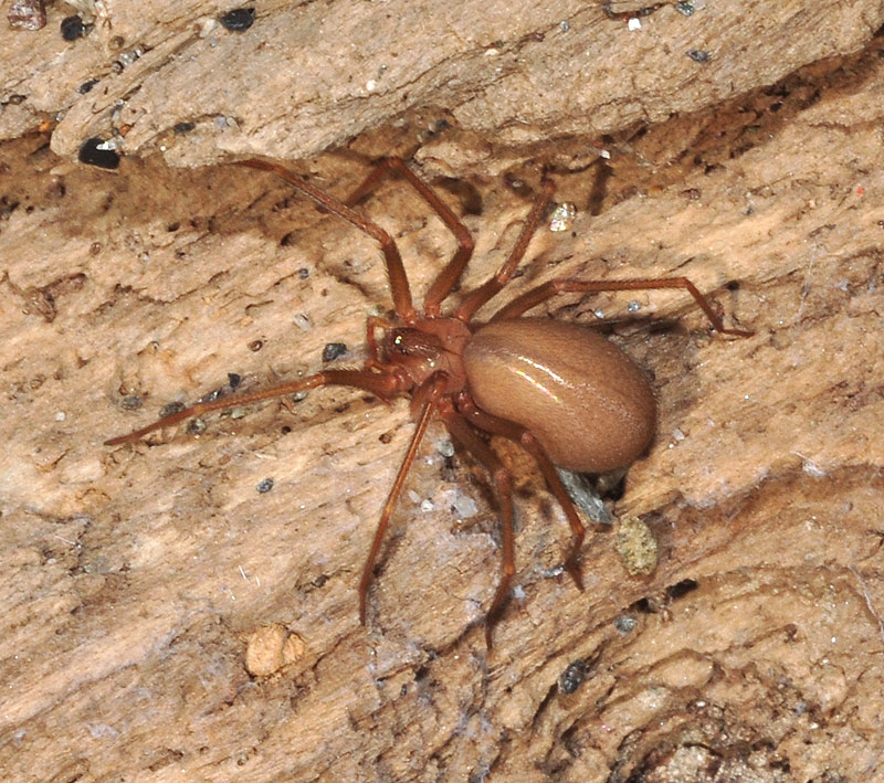 Mundo Natural Faluke: Loxosceles rufescens