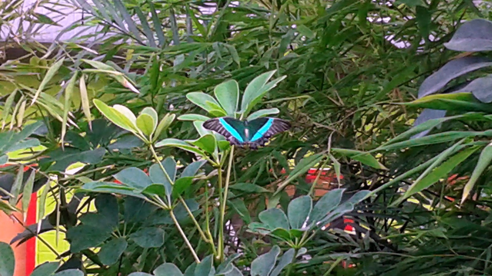 Podróżujemy po Polsce i nie tylko...: TROPIKALNE MOTYLE - FARMA MOTYLI ...
