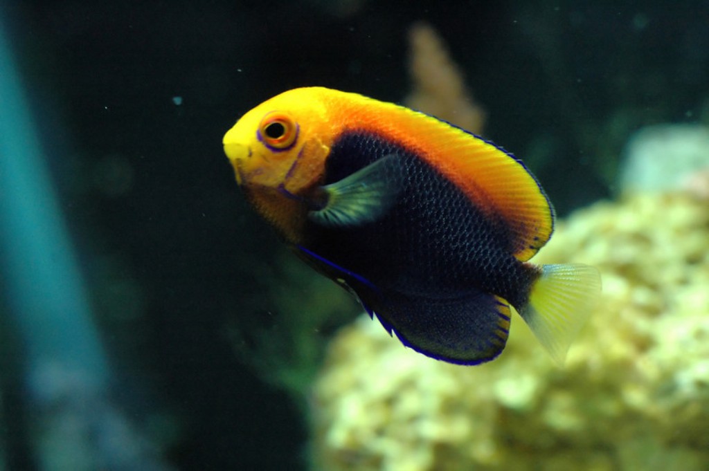 Fish Pictures: Orange-back angelfish - Centropyge acanthops