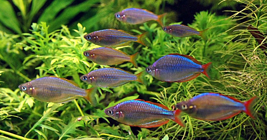 Ikan Rainbow Praecox ~ Dunia Air