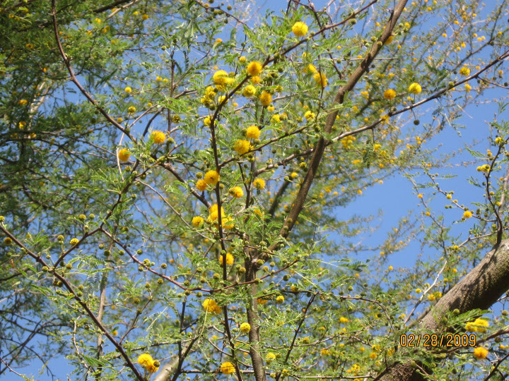 Tarım Siteniz: Akasya Ağaçları (Acacia Trees)