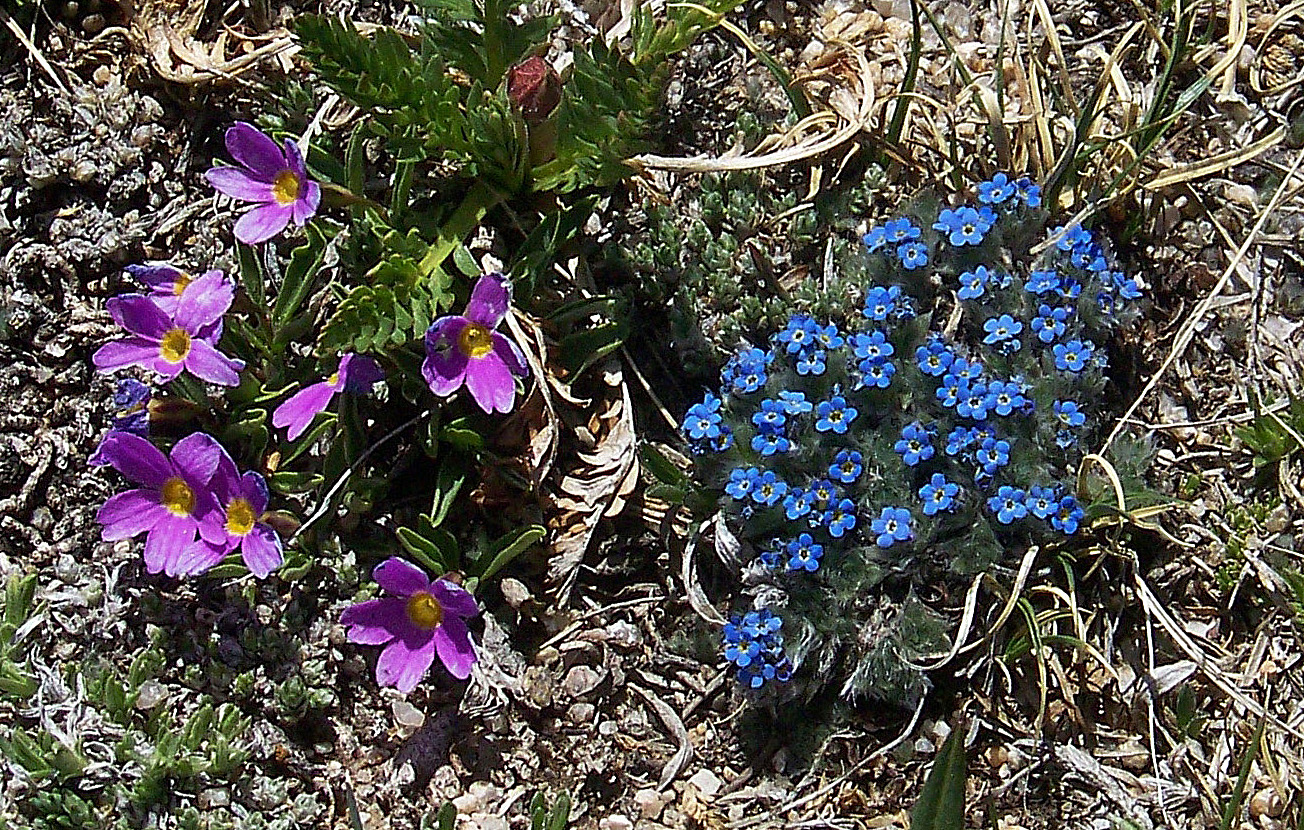 Around the Bend: Some Flora and Fauna in the Alpine Rockies