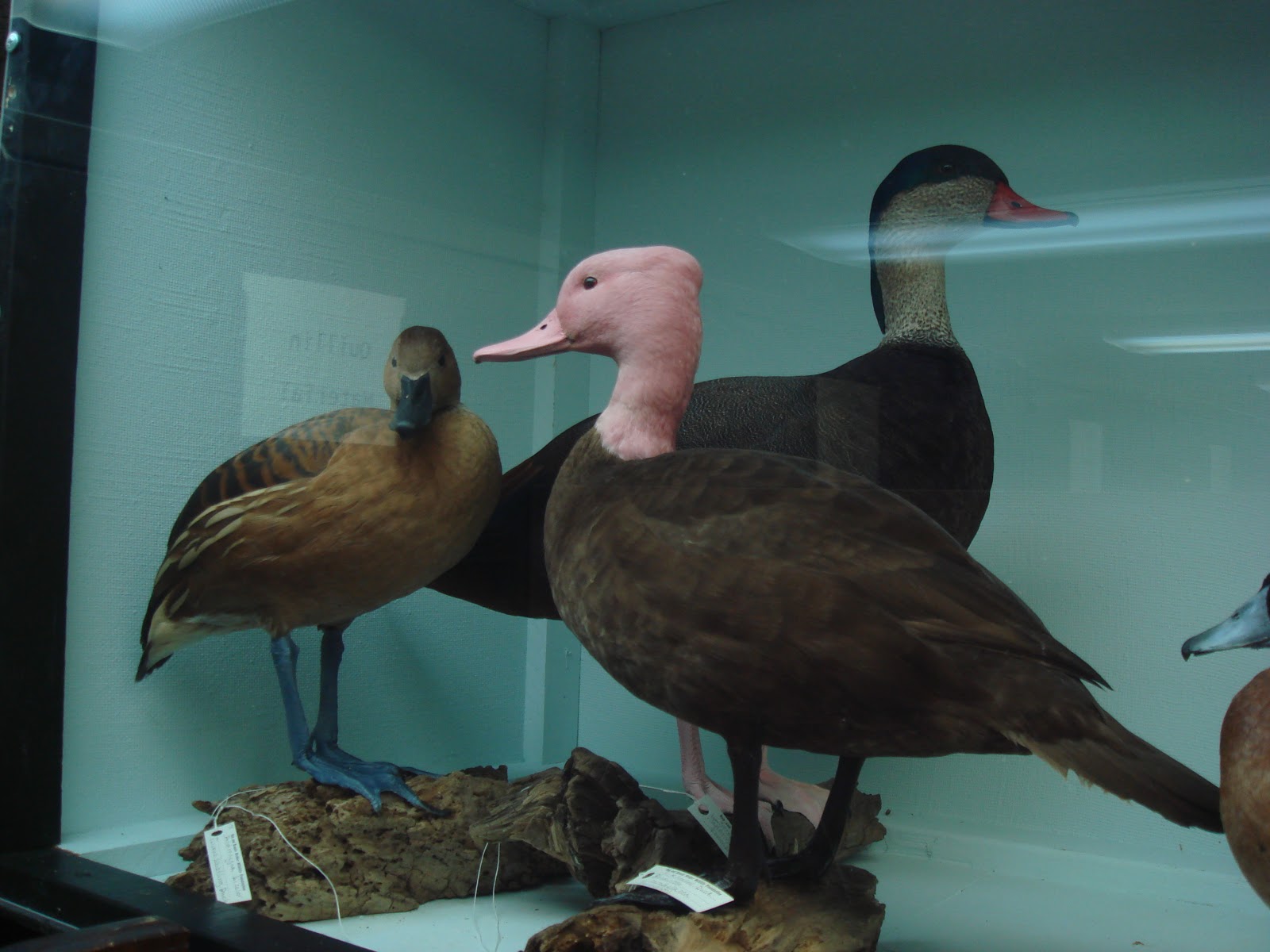 Living Like You Mean It : Atlas Obscura article Pink-Headed Duck ...
