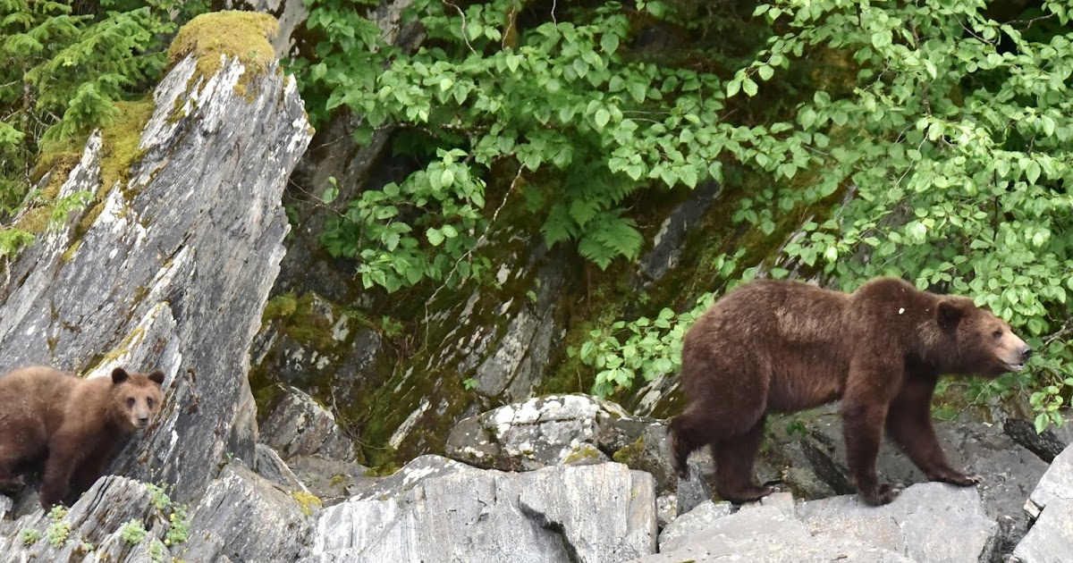 Shoreline Area News: Photos: Mama's little babies