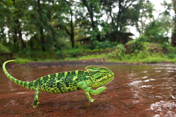Amboli: A Mystical Day in the Hills ~ The Travelers World
