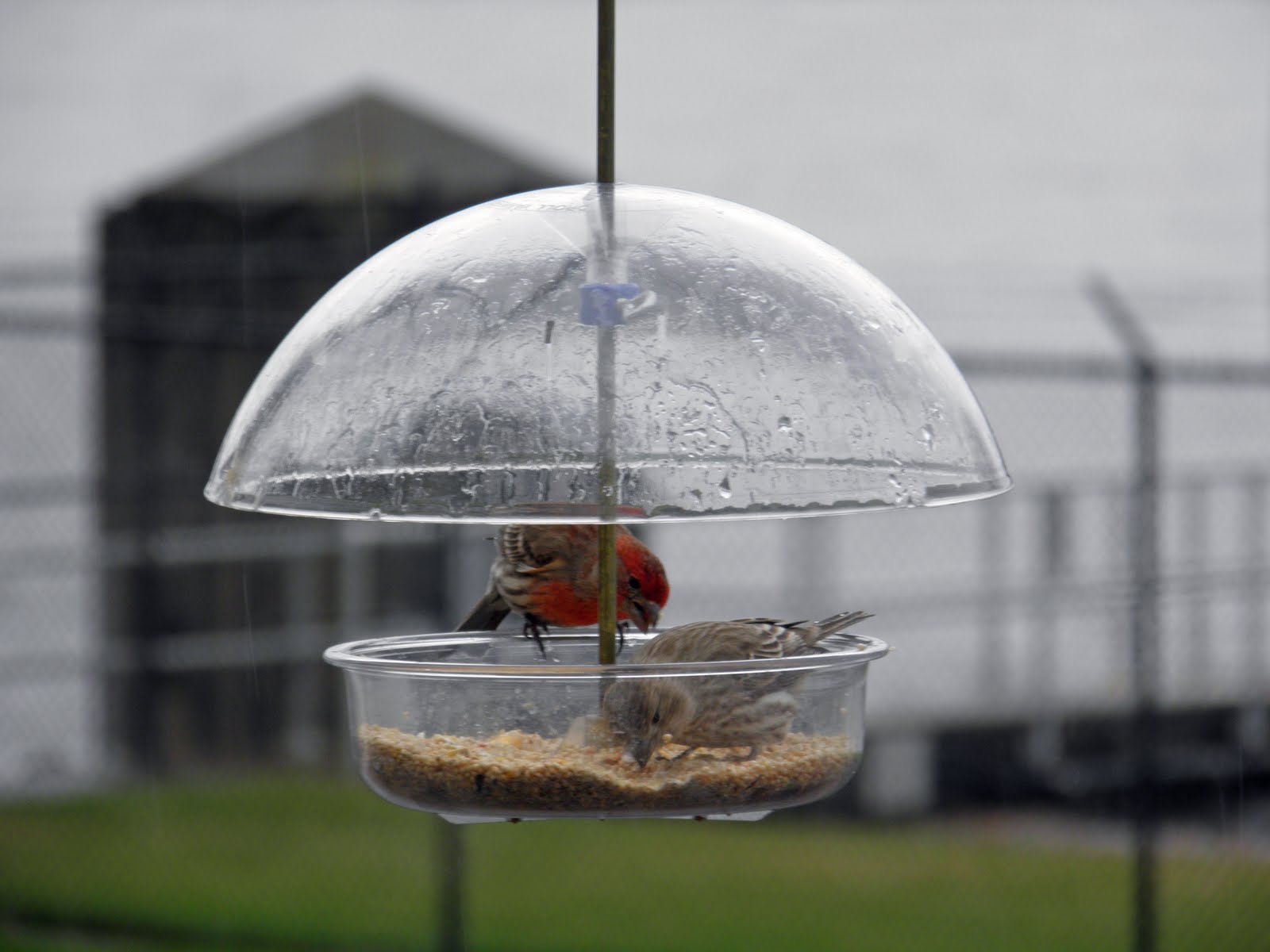 WINGS OVER ALMA: RED HOUSE FINCH at WOA Bird Feeder
