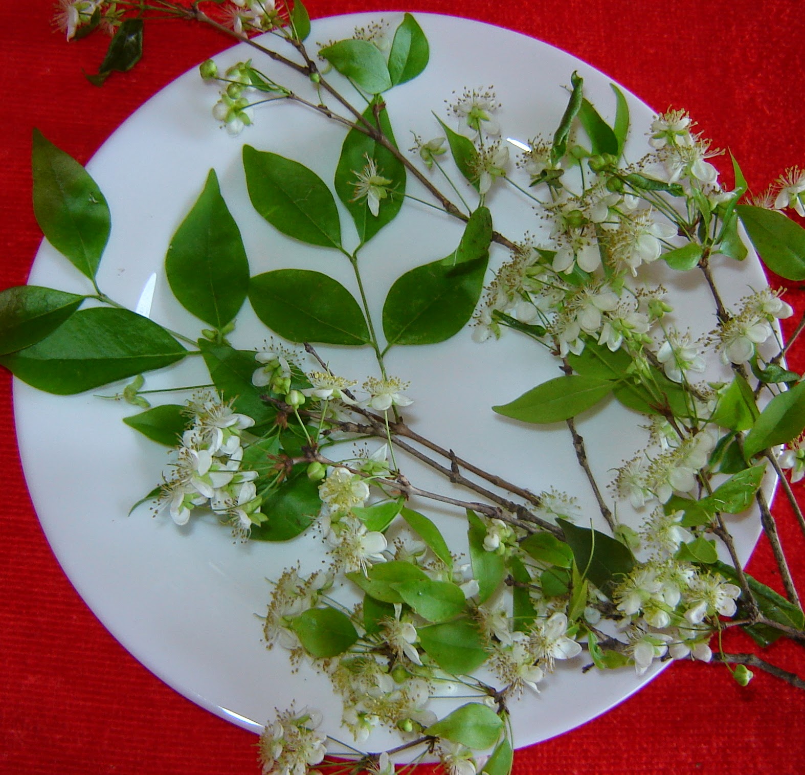 v e r d e c h a c o: Ñangapirí