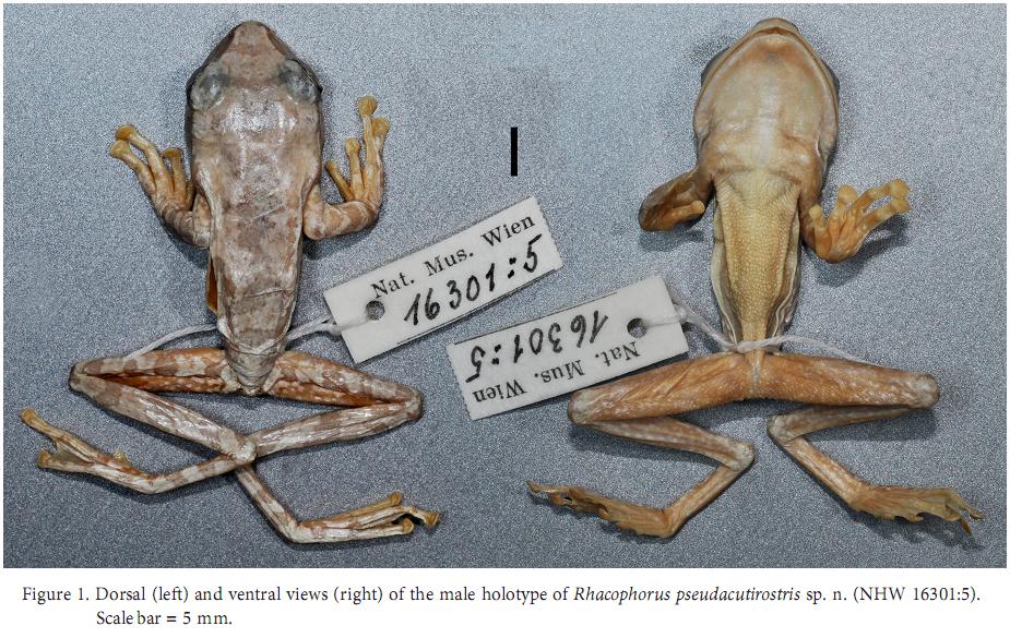 Species New to Science: [Herpetology • 2011] Rhacophorus ...
