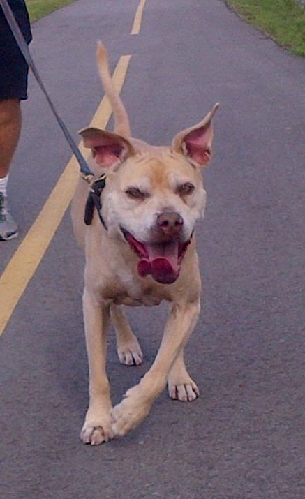 WaldoWalks: Katana has gone to Dog Heaven aka Gopher Hell