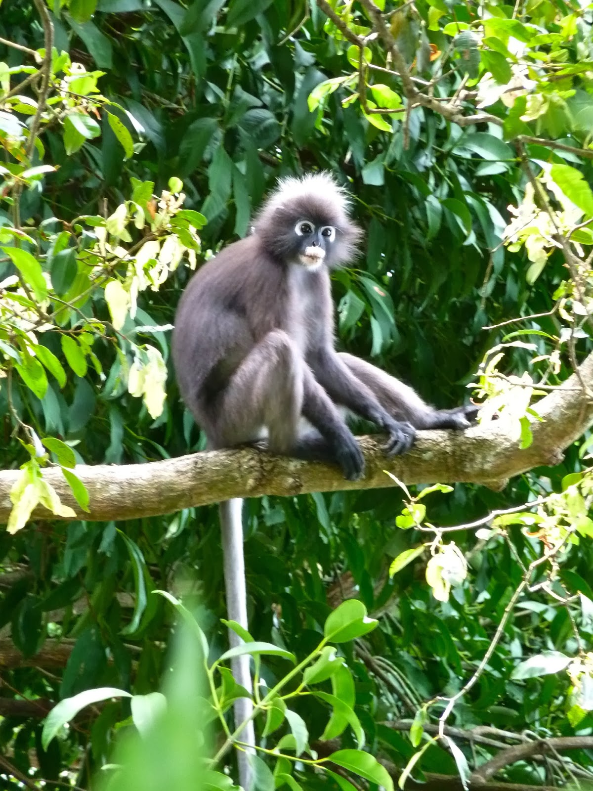 Sydneysiding KLite: Tree Monkey @ Tropical Spice Garden