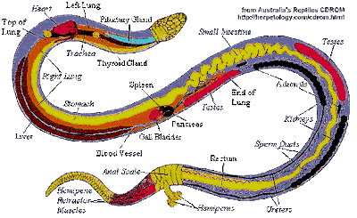 DOKTER HEWAN: ANATOMI ULAR