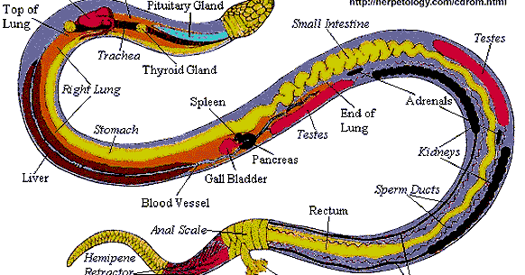 DOKTER HEWAN: ANATOMI ULAR