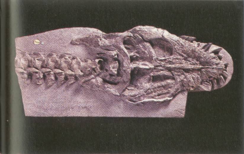 Prehistoric Beast of the Week: Plesiosaurus: Prehisroric Animal of the Week