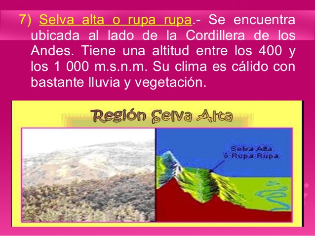 EDUCACIÓN PRIMARIA: RUPA RUPA O SELVA ALTA