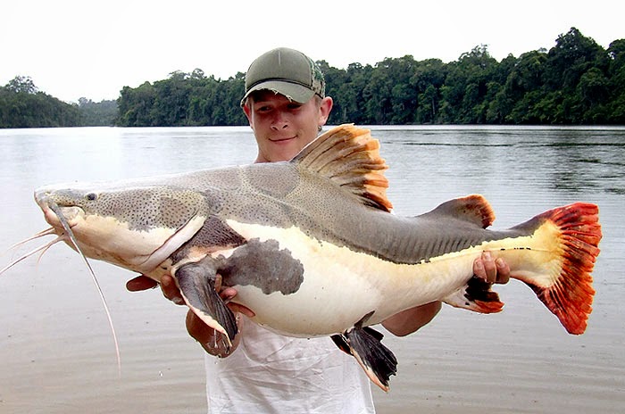 Jenis Jenis Ikan Hias Catfish