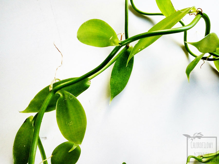 Wanilia - aktualizacja po 3 latach