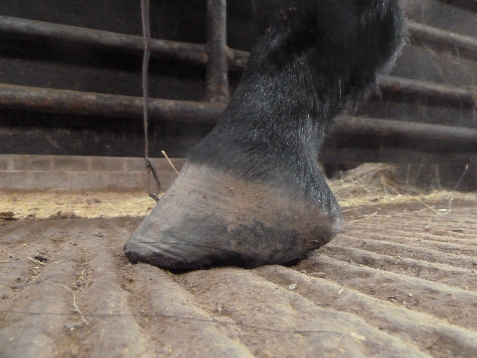 Rockley Farm: Barefoot thoroughbred hooves