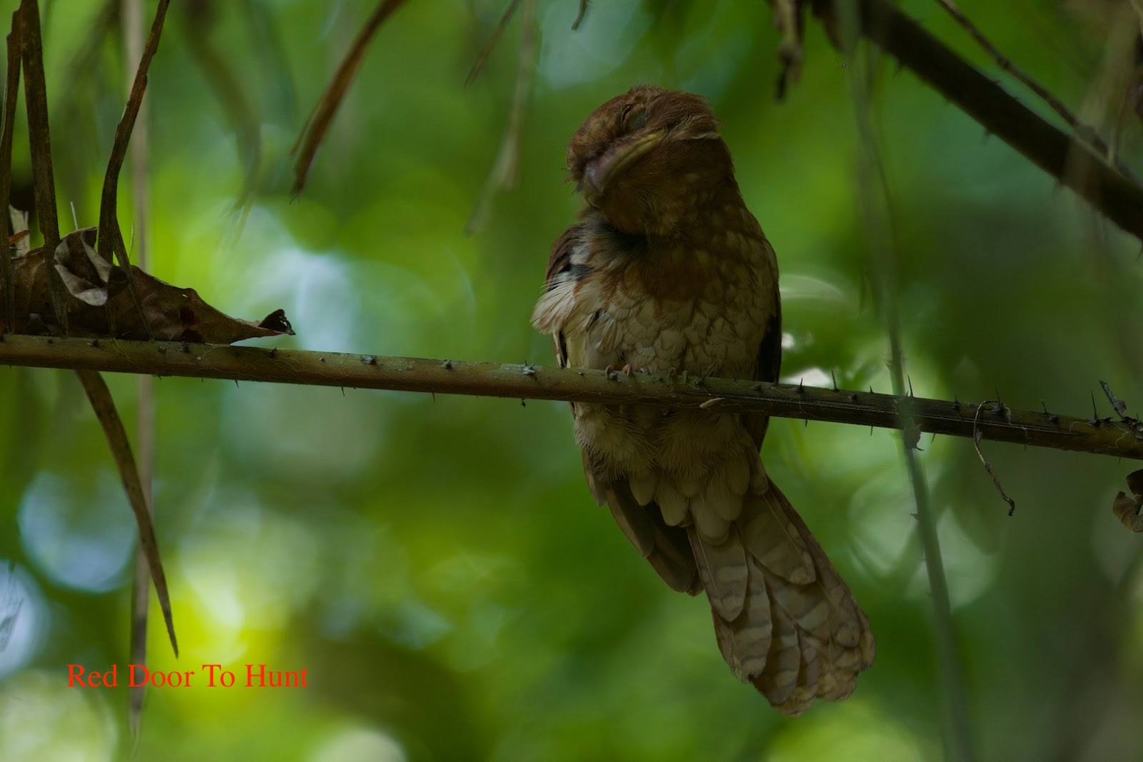 RED Door To Hunt: Burung Cucur Bintik Mas~Batrachostomus stellatus ...