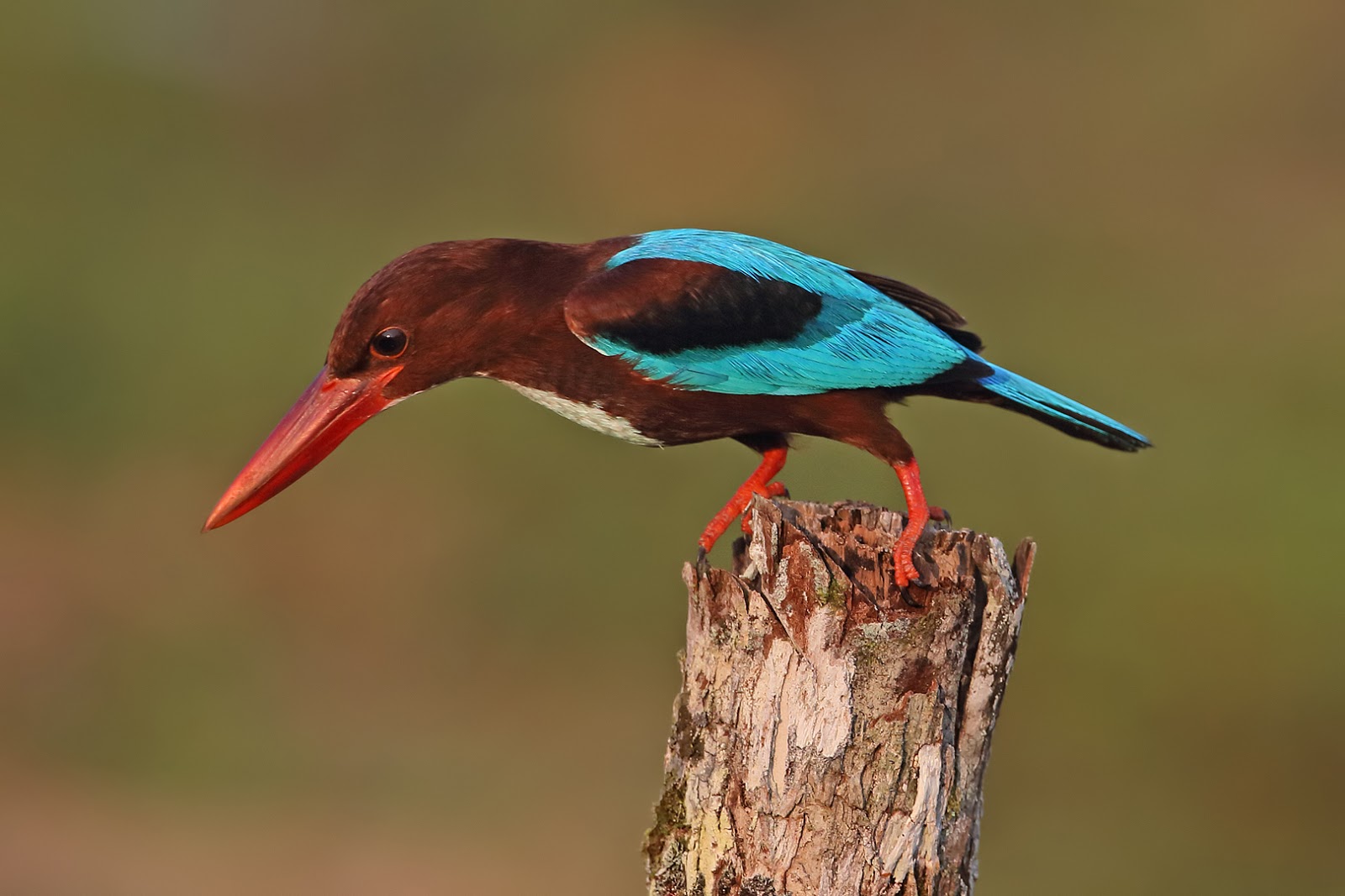 Pertinent perches are paramount