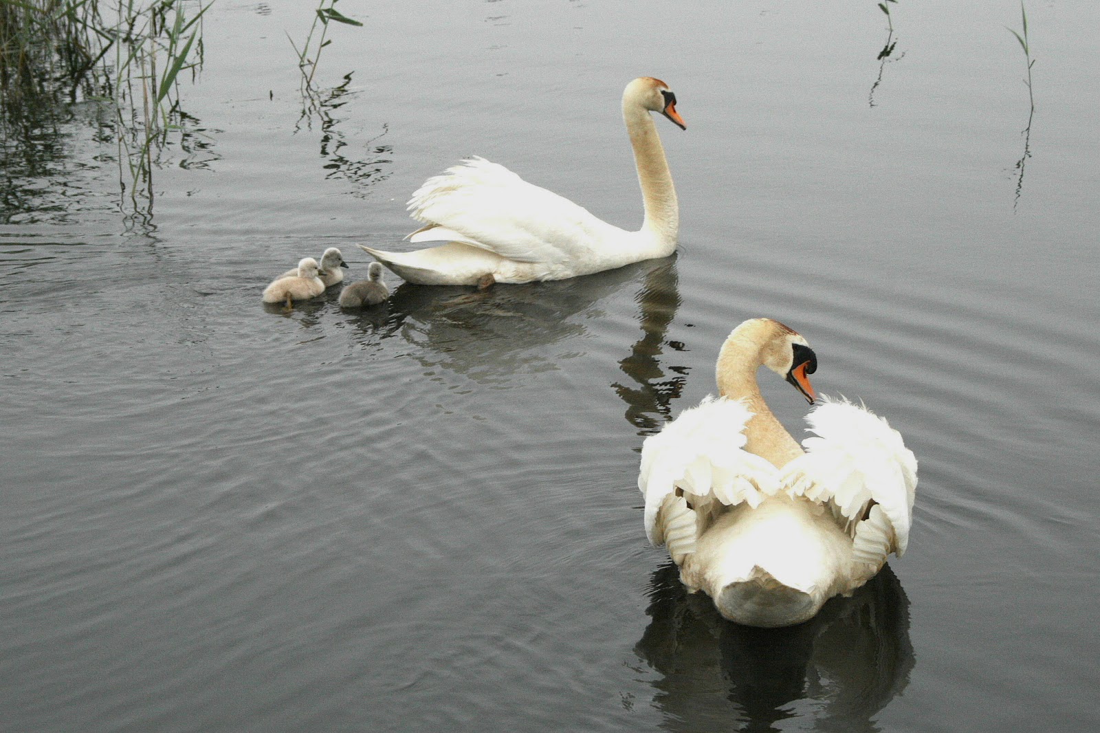 vogelsenzo: Witte zwanen, Zwarte zwanen