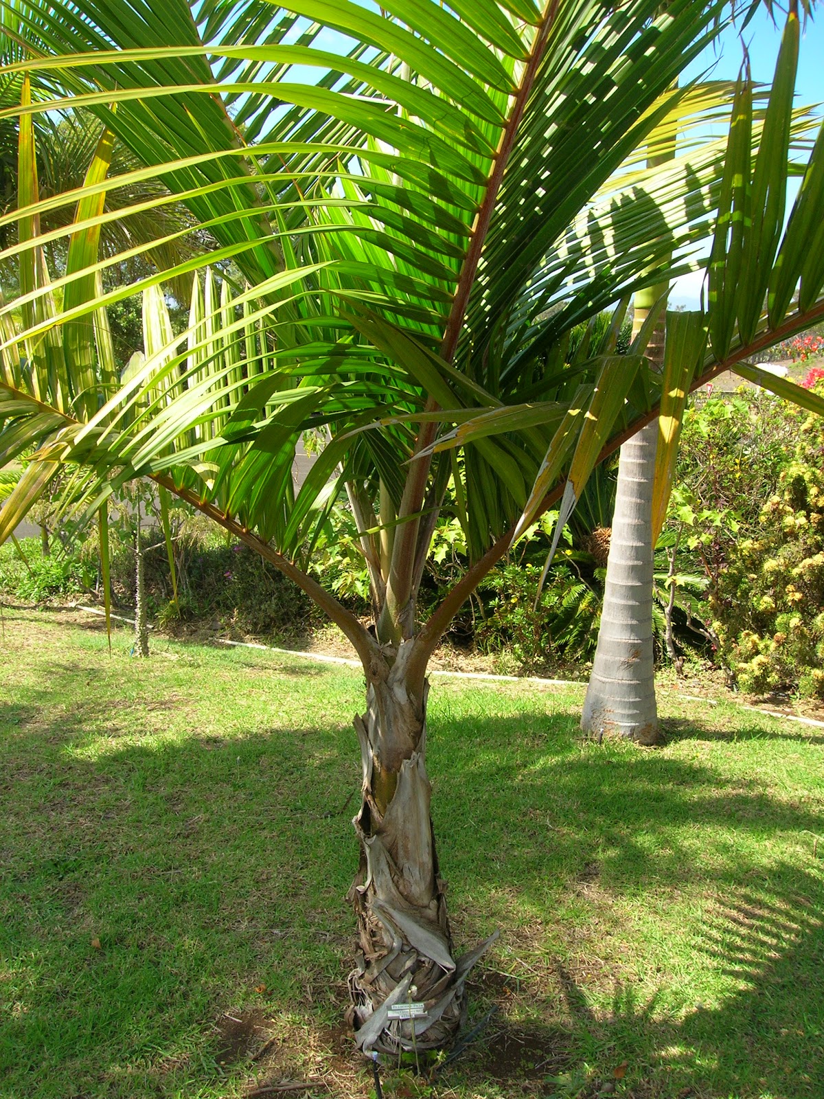 Home And Garden : Princess Palm