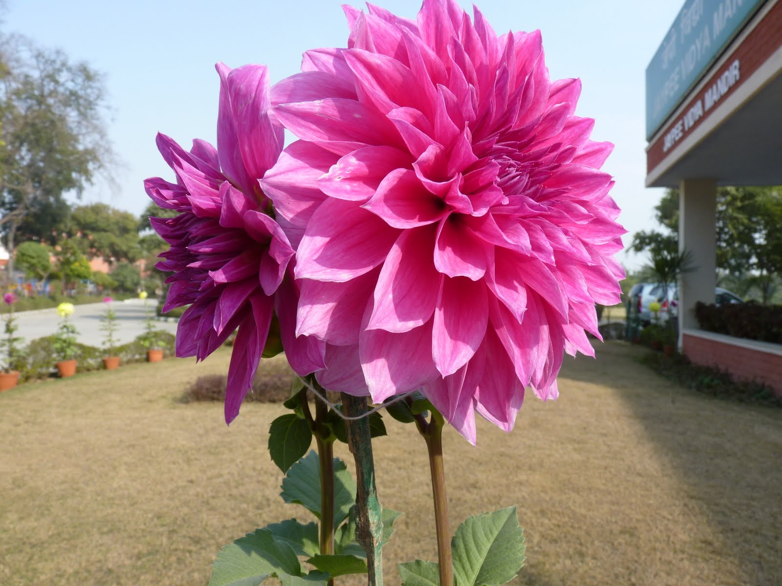 Dr S N Prasad, Mysore, India: The Alluring Aura of Anoopshahr ...