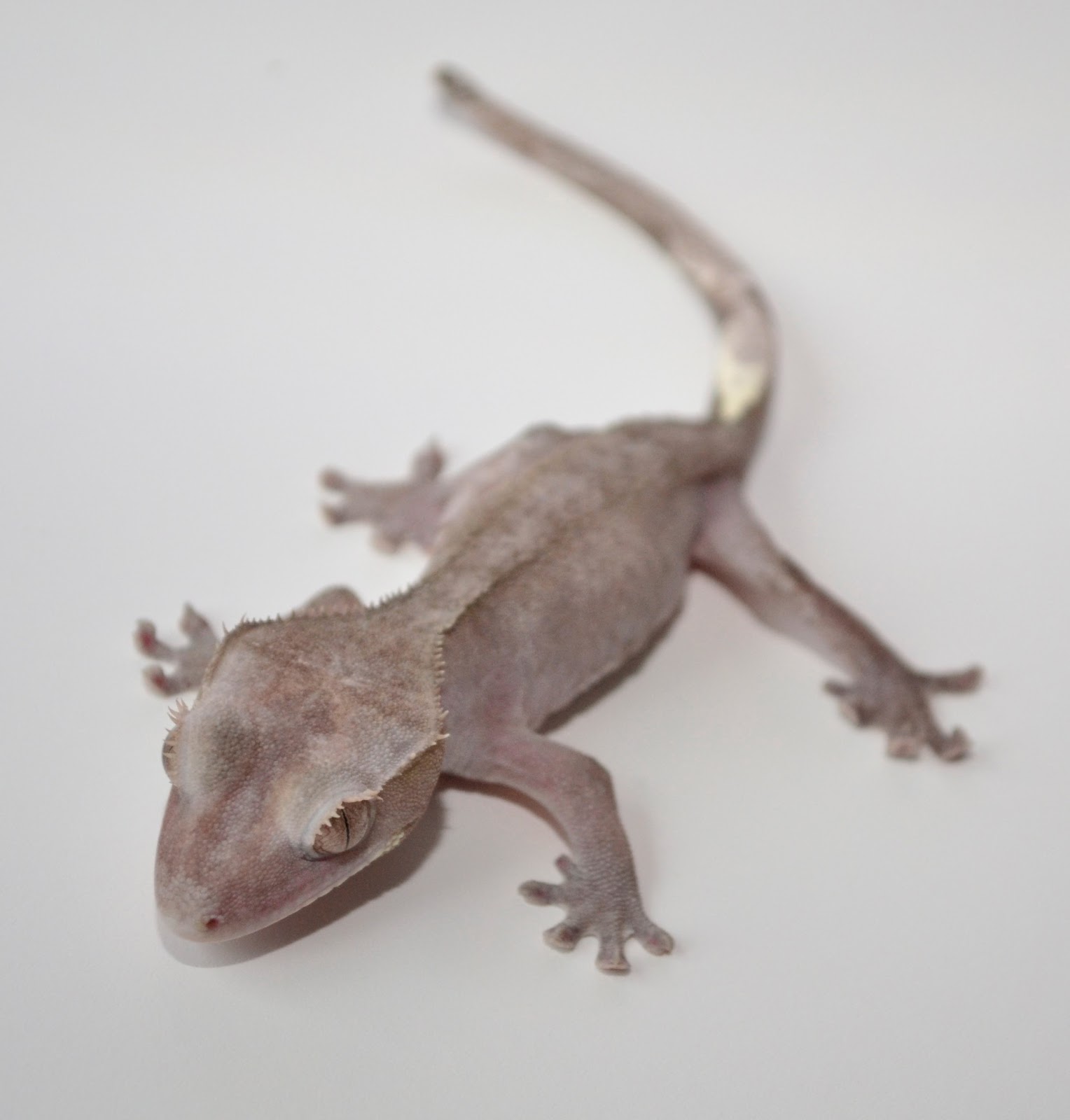 Crested Geckos Blog: March 2013