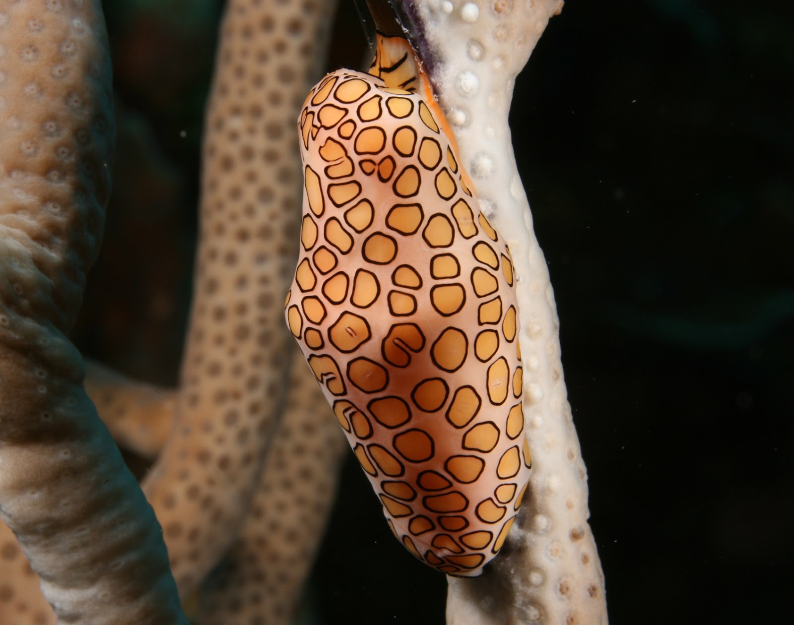 Species New to Science: [Mollusca • 2017] Coat of Many Colours — DNA ...