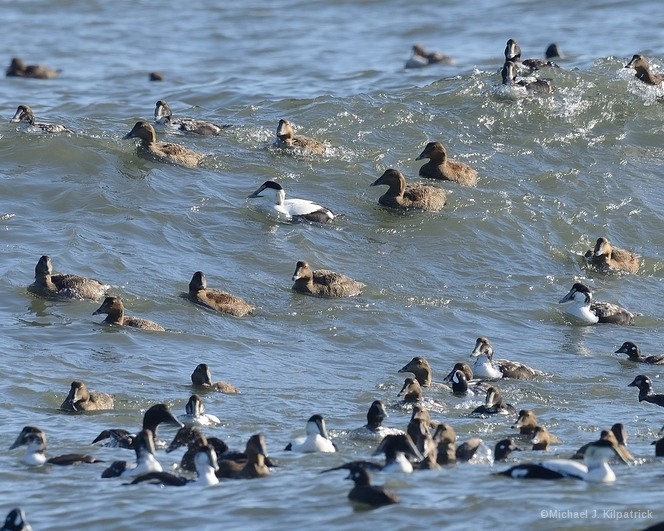 View from the Cape: Sea Ducks, Blue Mussels, and Jetties
