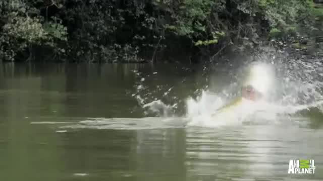 Monster Arapaima is Your 'Mermaid' of Lore | River Monsters - IShareNewss