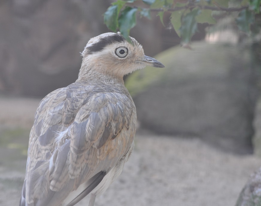 ZOOTOGRAFIANDO (6.100 ANIMALS): ALCARAVÁN PERUANO / PERUVIAN THICK-KNEE ...