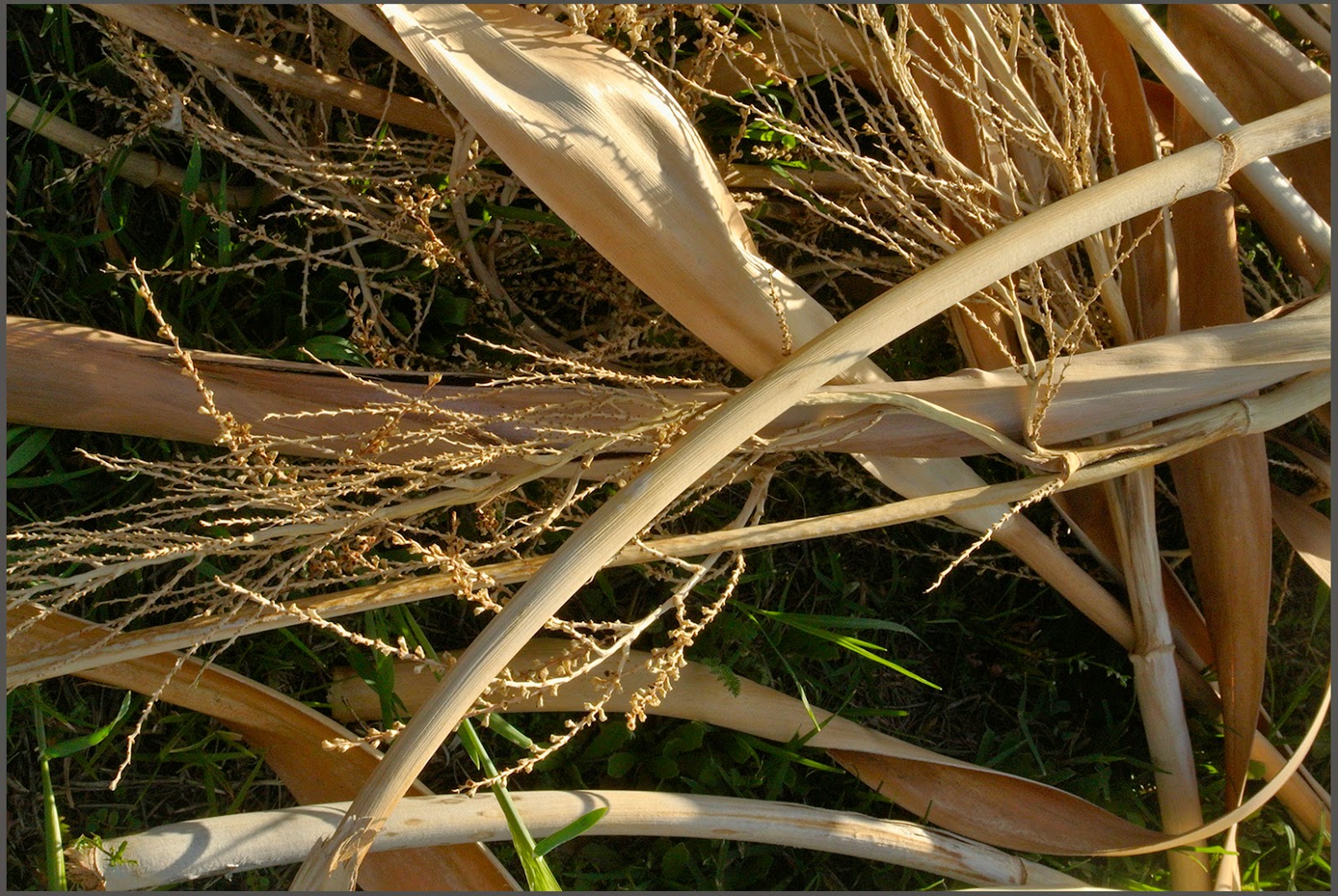 Pruning the Palm Tree – Ann Carol Goldberg