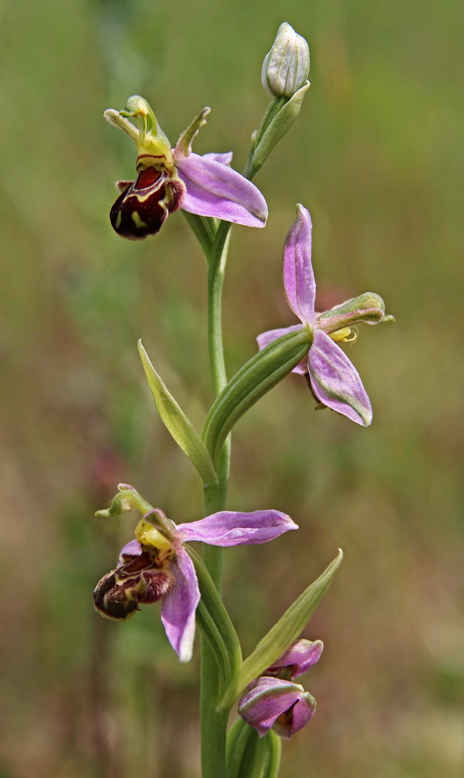 Nature in the Heart of England: Balscote Quarry: bee orchids