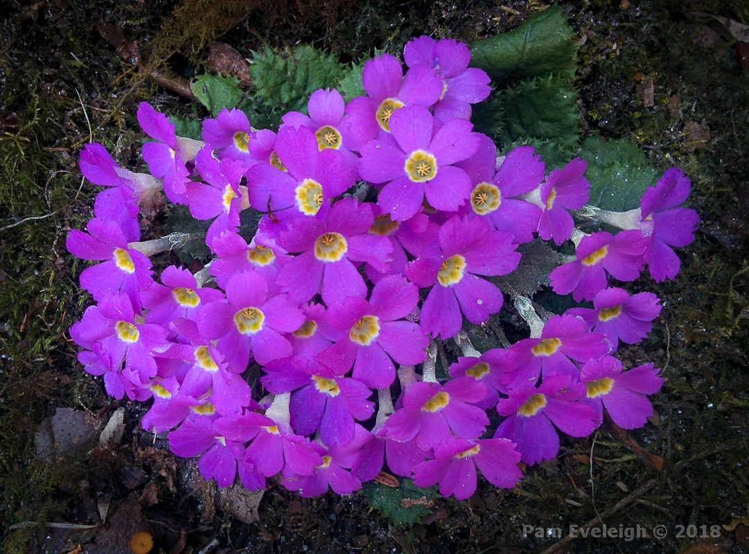 Primula World