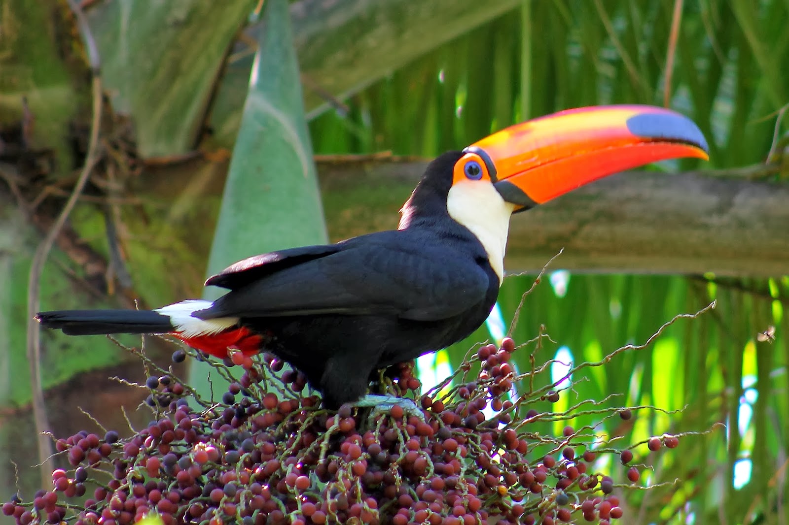 Zanimljiva biologija: Zoologija