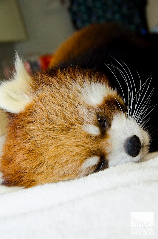 Welcome Yukiko, the new male red panda