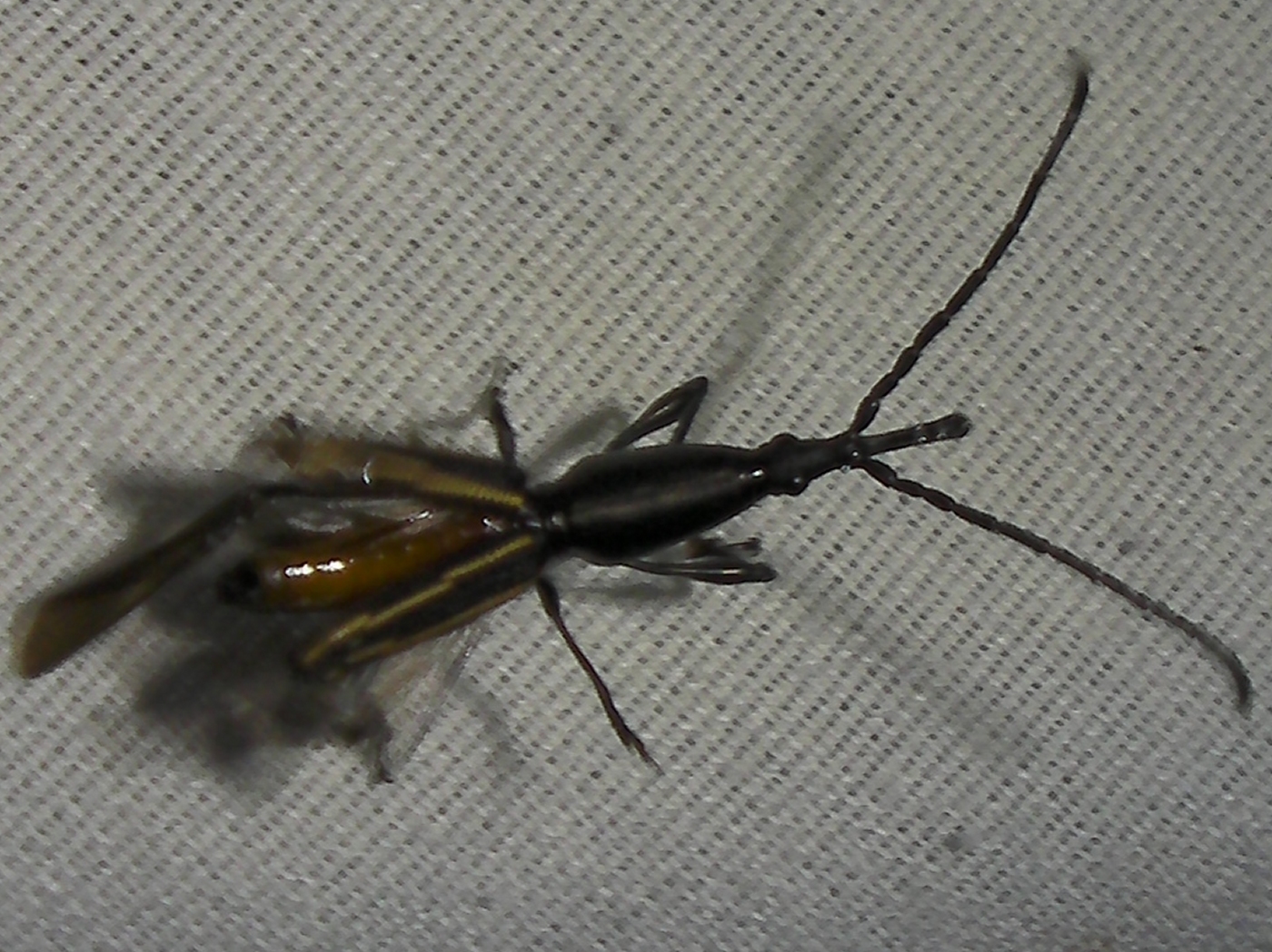 Quaoar Power Zoo: Long skinny Brentidae weevil