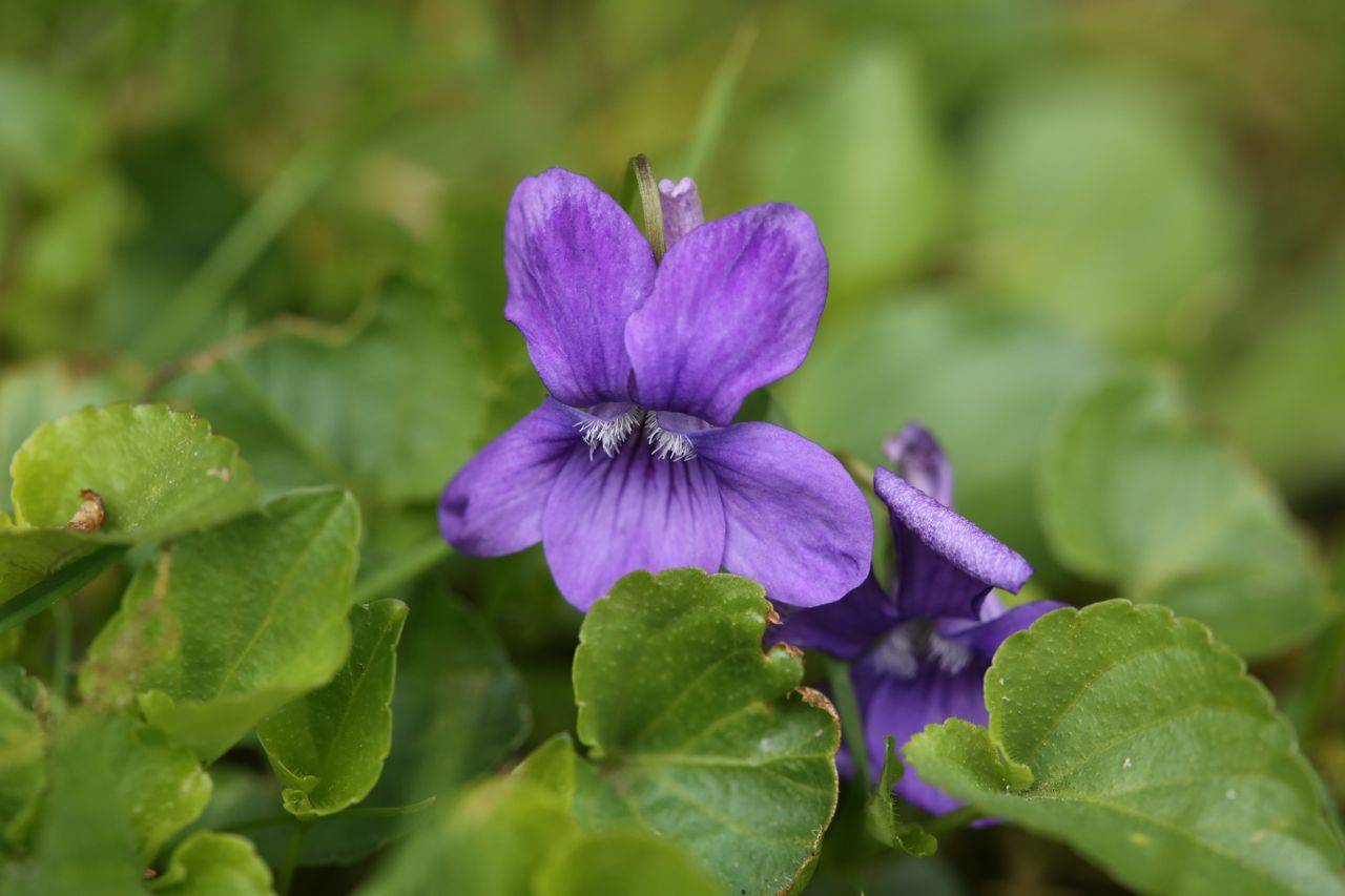 Shadows & Light: Spring Violets