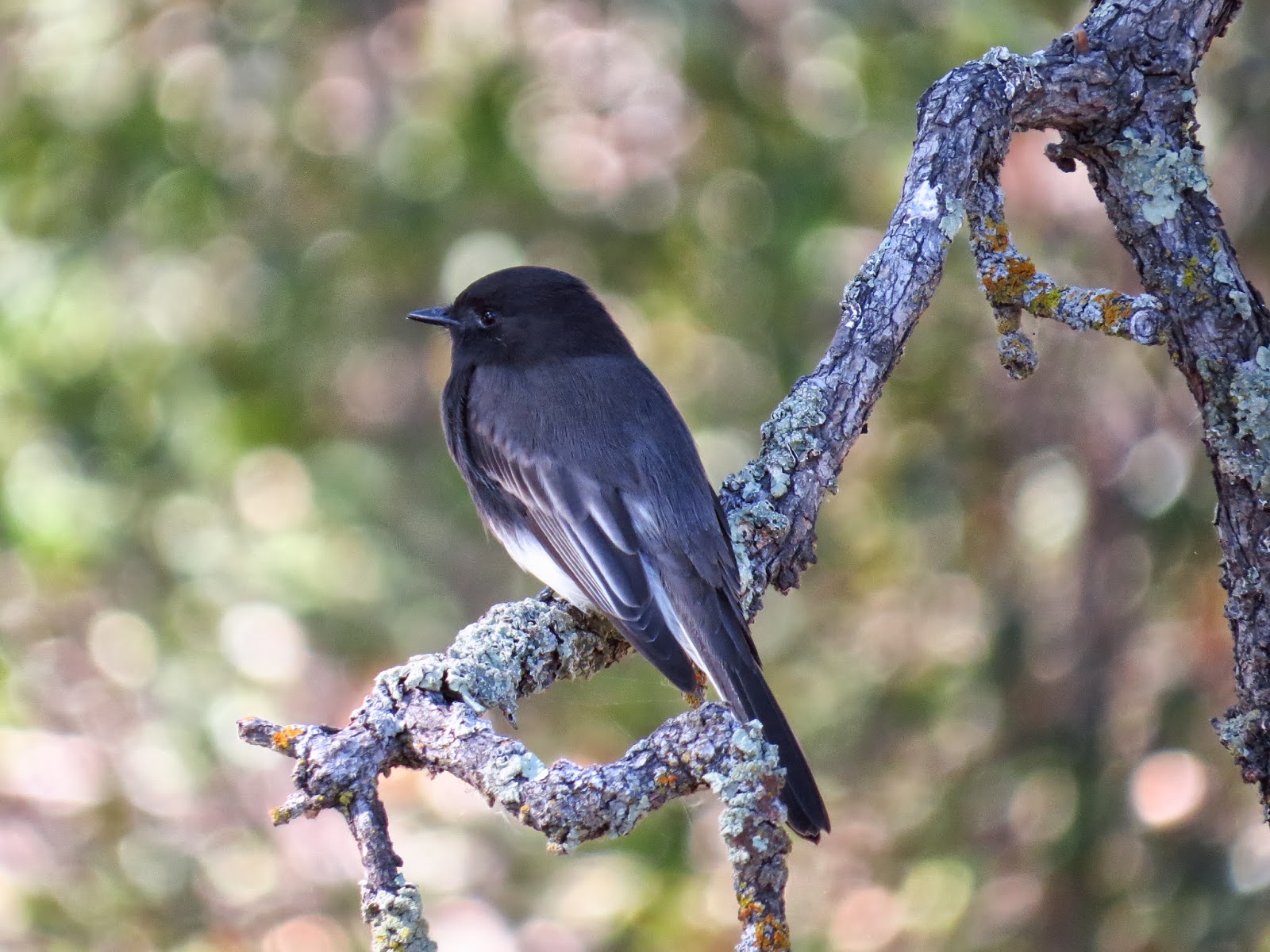 amateurnithologist: Black Phoebe