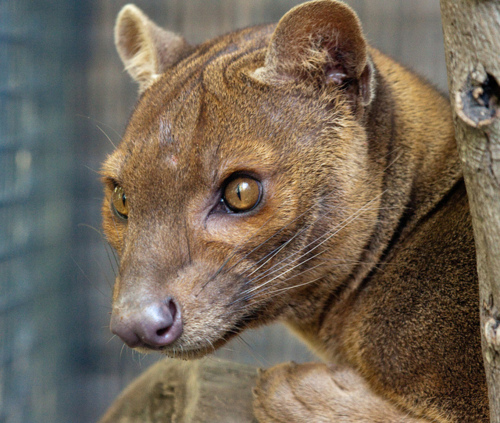 El ojo del buitre: Civeta de Madagascar (Fossa fosana)