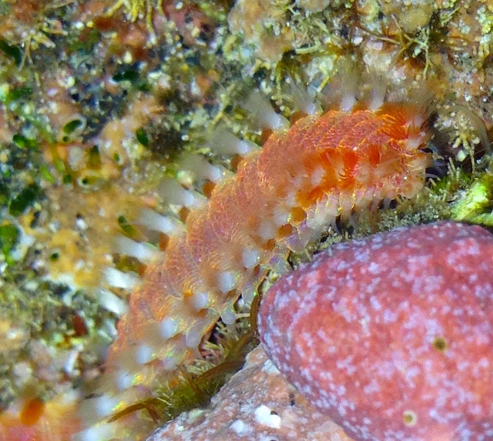 Rafael Microfauna Marina: febrero 2014