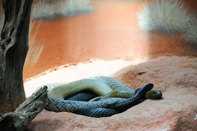 The Fierce Snake Most Dangerous Snake | The Wildlife