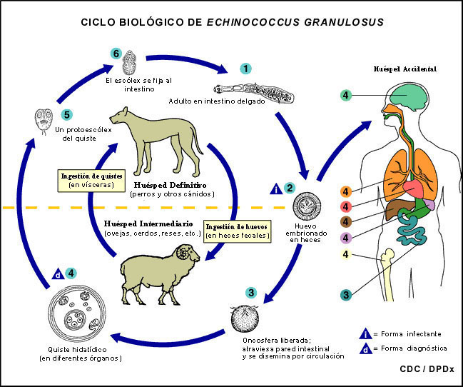 Aprender Biología: Echinococcus granulosus, Tenia del perro. Causa ...