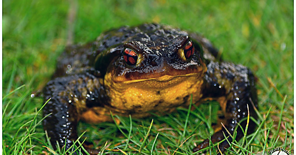 Naturaleza y Paisajes de España: Sapo común