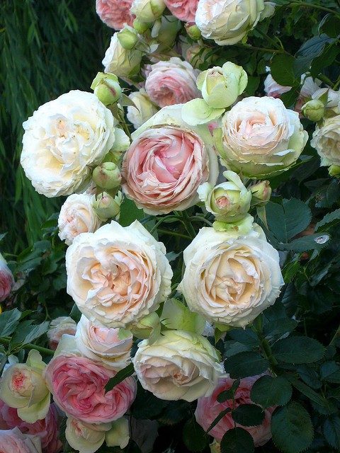 lucys garden: ANTIQUE ROSES & EDIBLE BLOOMS!