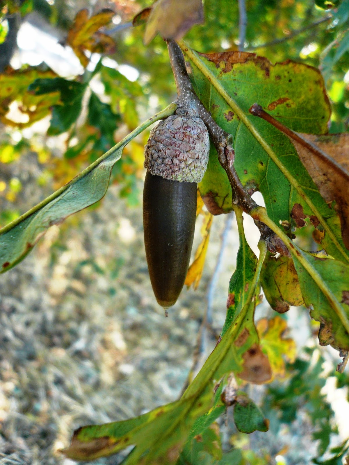 Countryman: Foraging California's Wild Side: All About Acorn