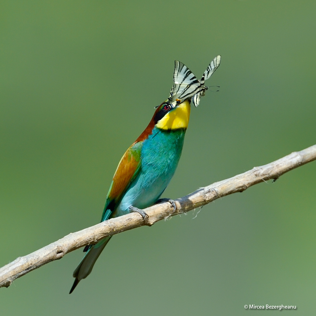 Cum e cu Prigoriile.