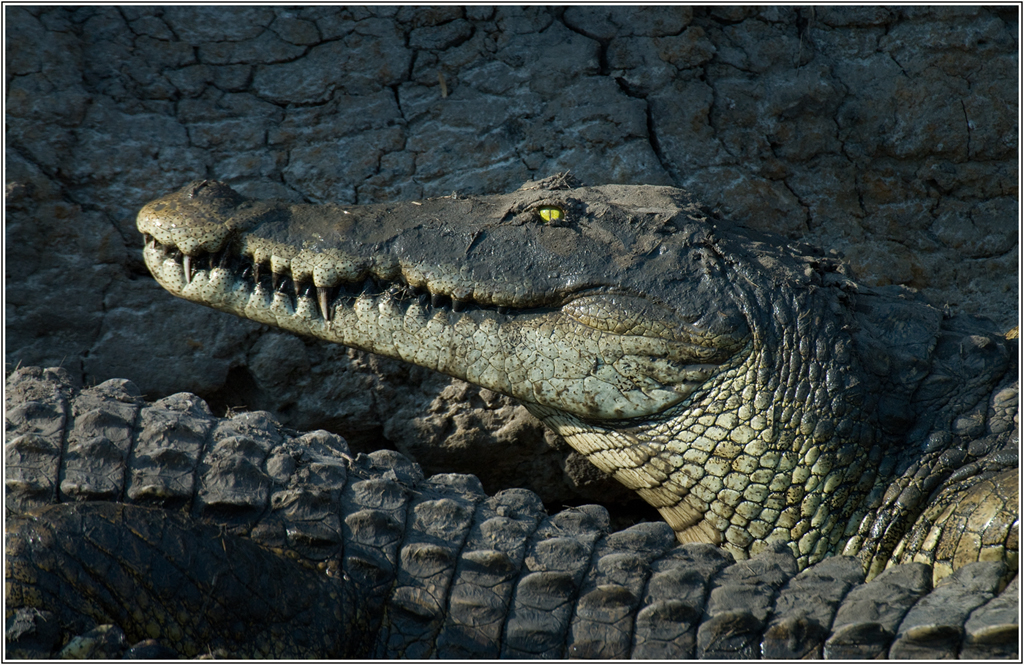 TOM DYRING WILDPHOTO / NN: CROCS IN CAVES