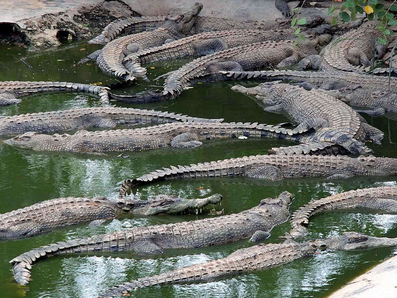 Make It Davao: Davao Crocodile Park